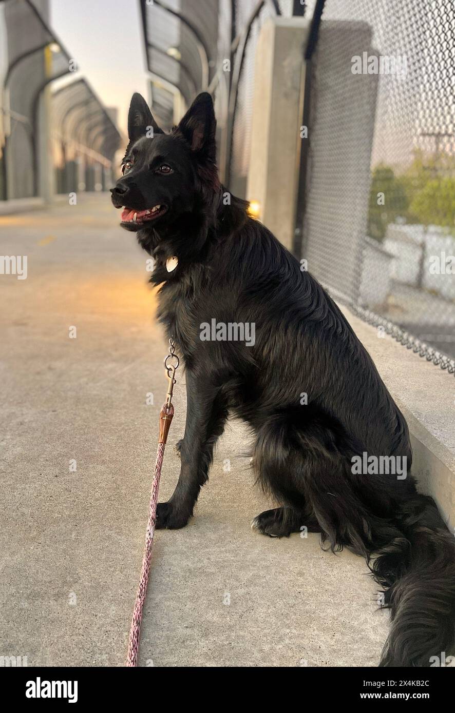 Border collie jpg hi-res stock photography and images - Alamy