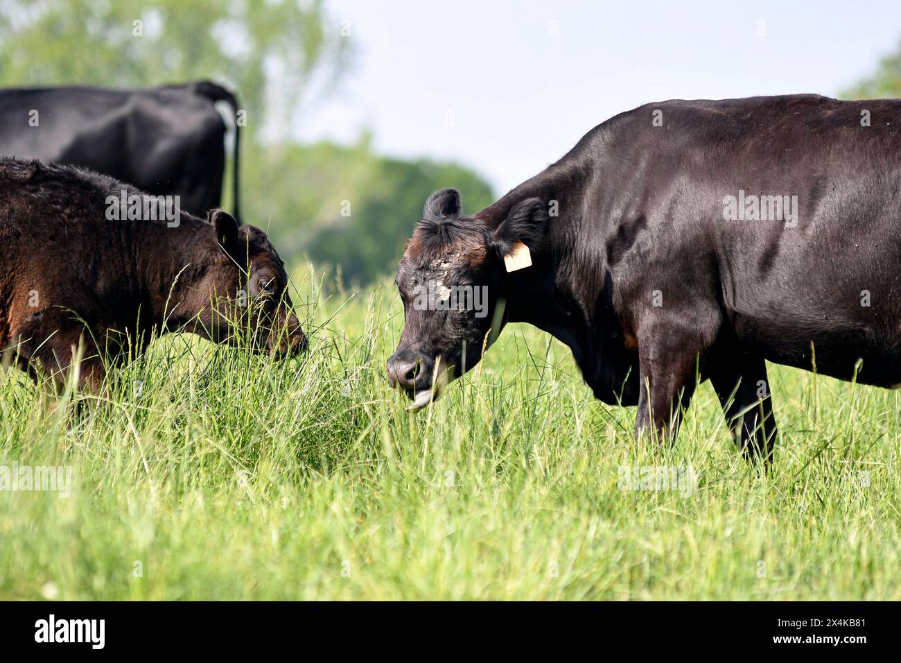 Dirty cow face hi-res stock photography and images - Alamy