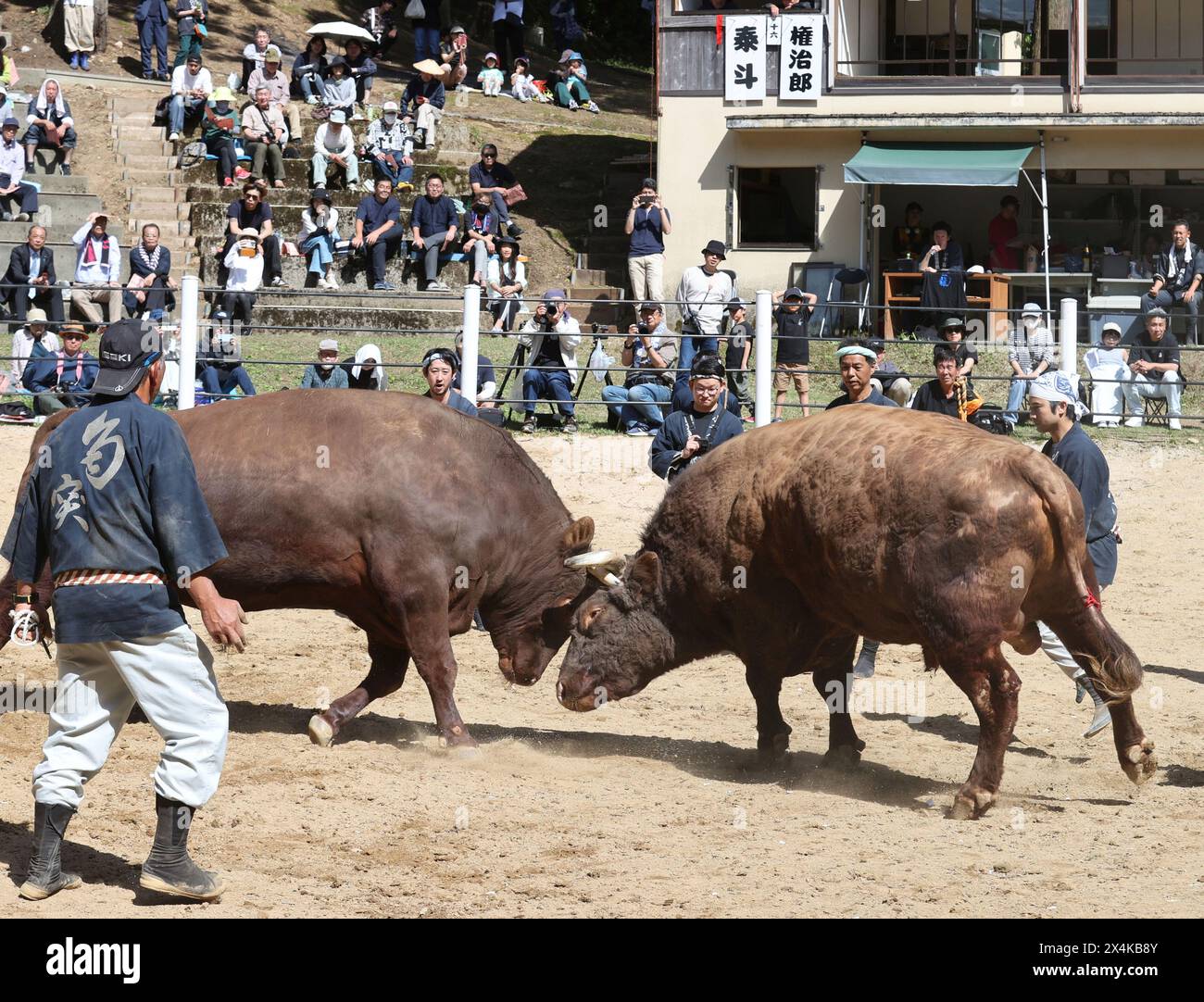 Bulls hit each other on their bodies and heads during a "Tsunotsuki ...