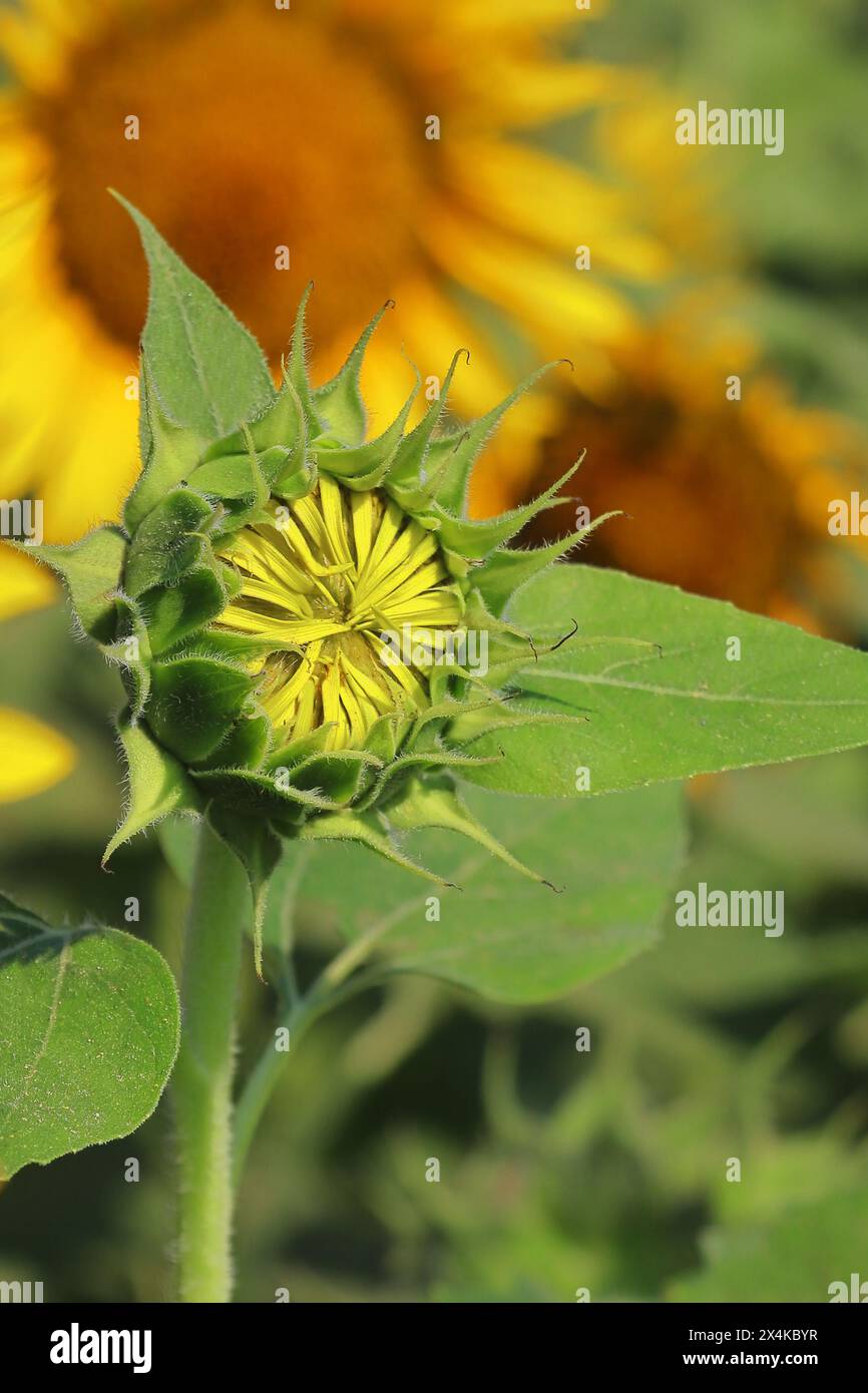close up of beautiful yellow color common sunflower (helianthus annuus ...