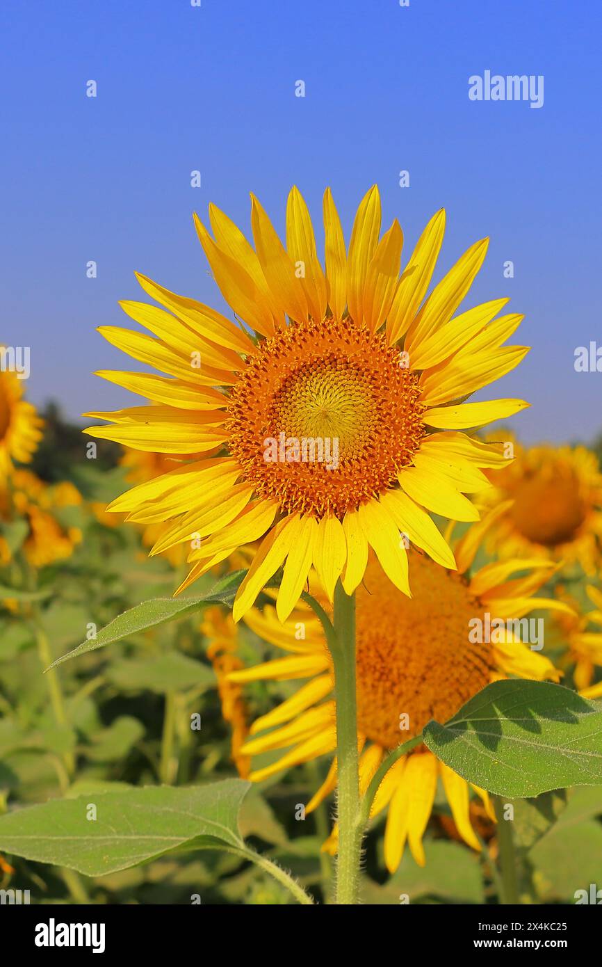 close up of beautiful yellow color common sunflower (helianthus annuus ...