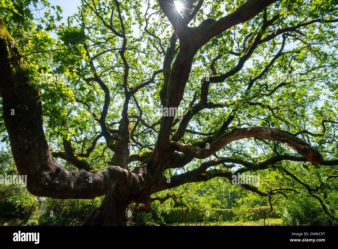 The Oak of the Witches - Italy Stock Photo - Alamy