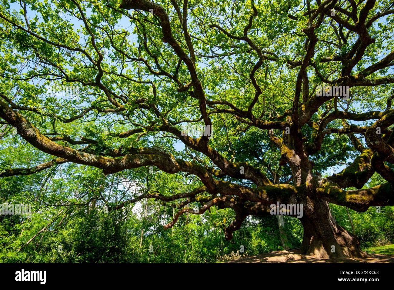 Oak witches hi-res stock photography and images - Alamy