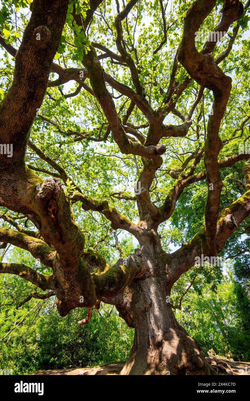 Oak witches hi-res stock photography and images - Alamy