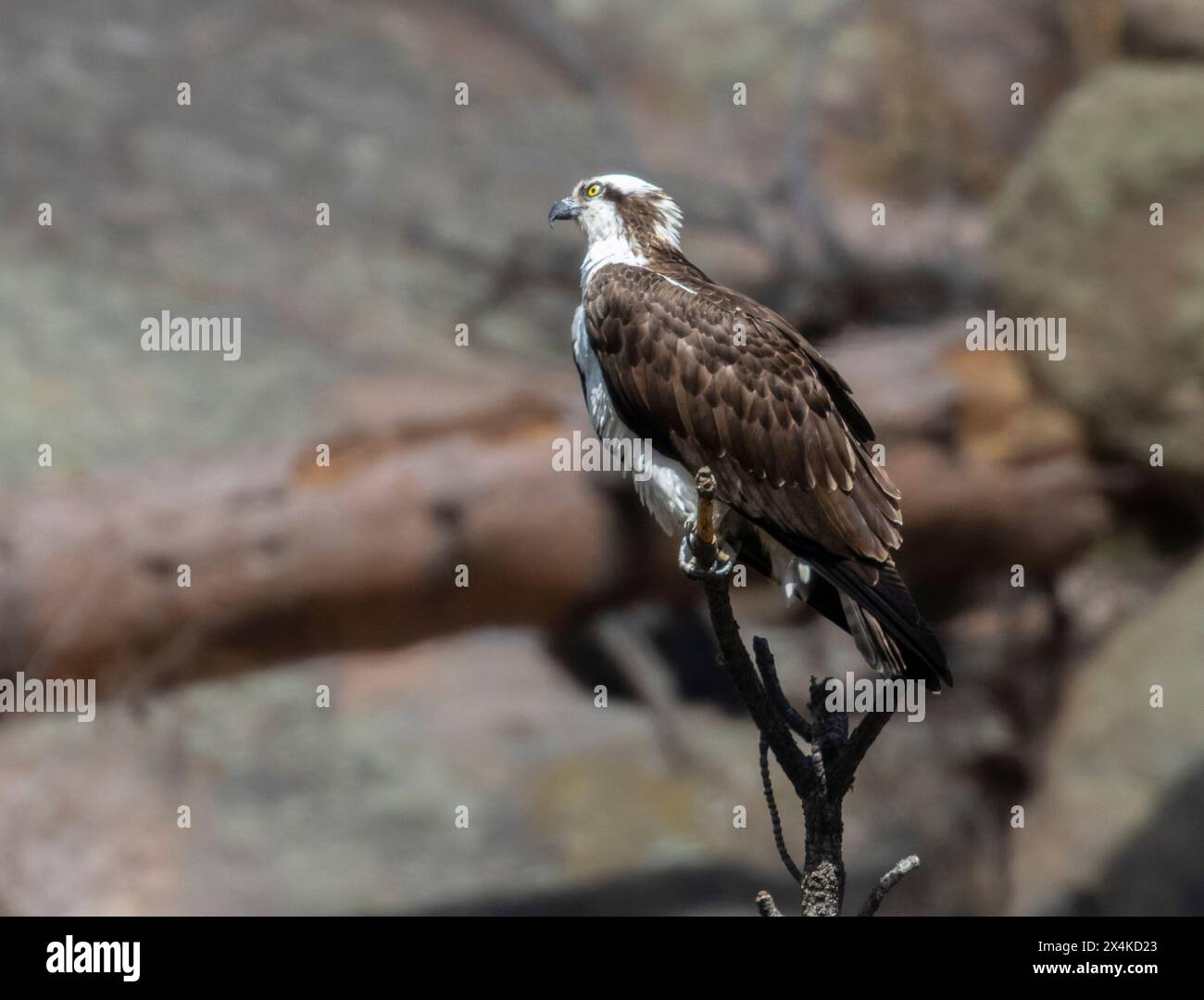 Osprey posing on a cliff in Eleven Mile Canyon Colorado Stock Photo - Alamy