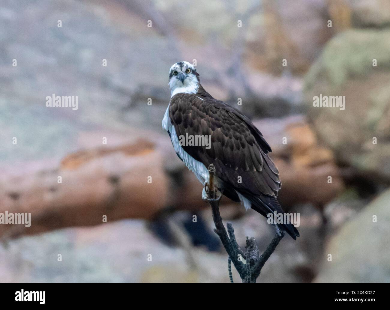 Osprey posing on a cliff in Eleven Mile Canyon Colorado Stock Photo - Alamy