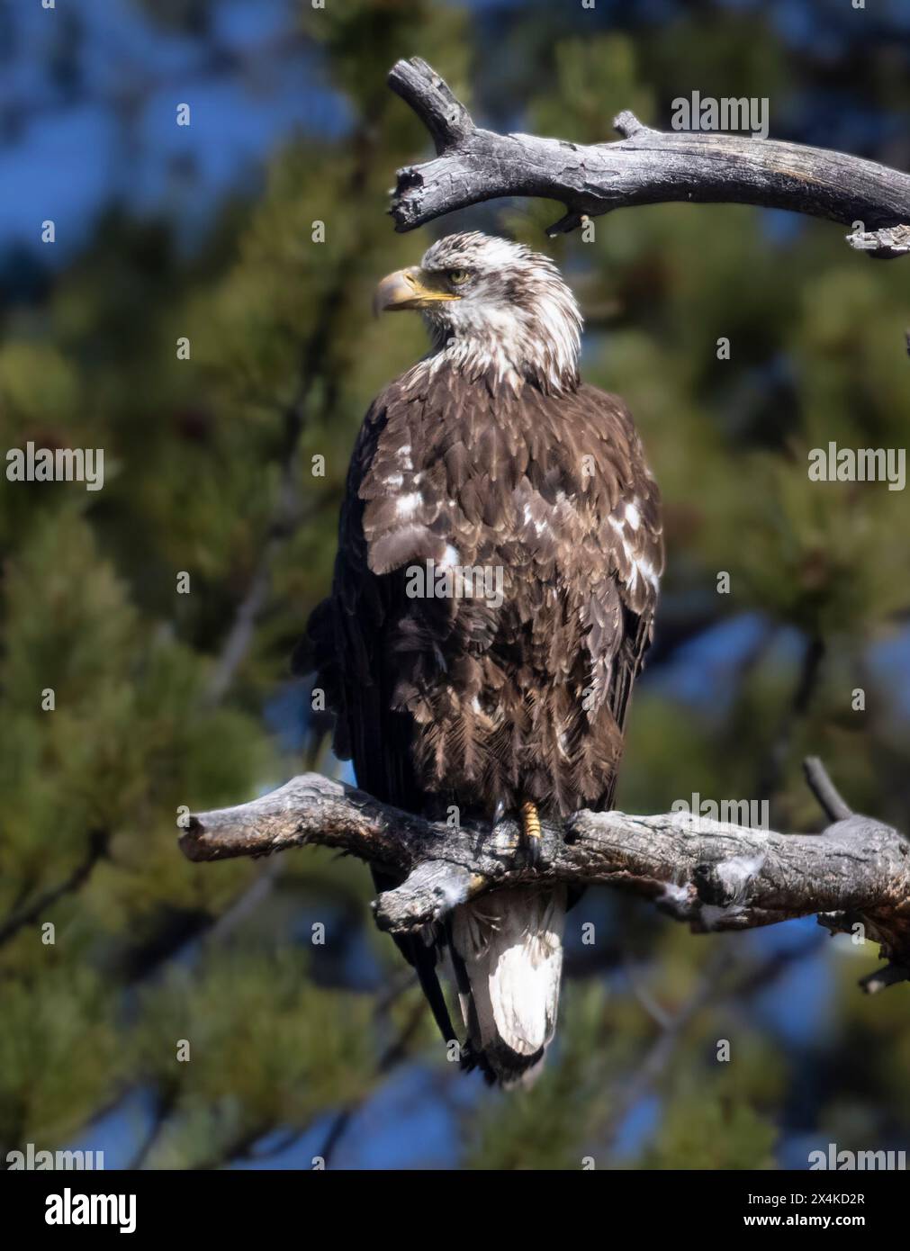 Juvenile bald eagle perched on a tree branch Stock Photo - Alamy