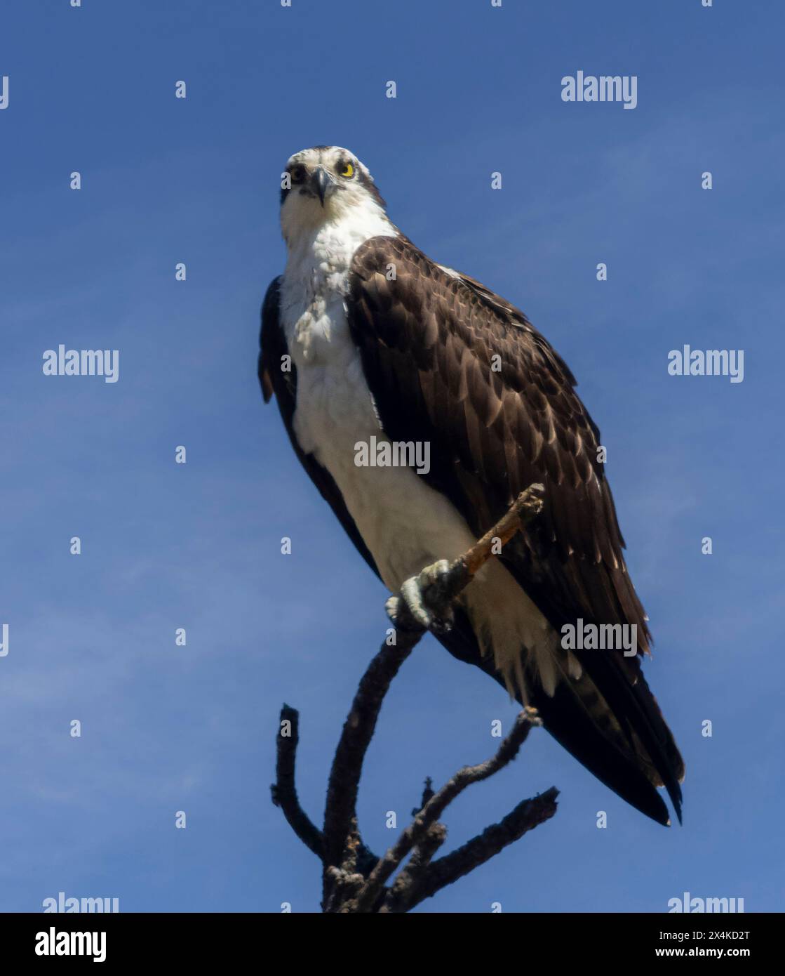 Osprey on pine hi-res stock photography and images - Alamy