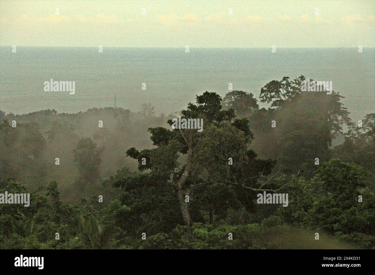 Lowland forest in a background of sea is photographed from a vegetated ...