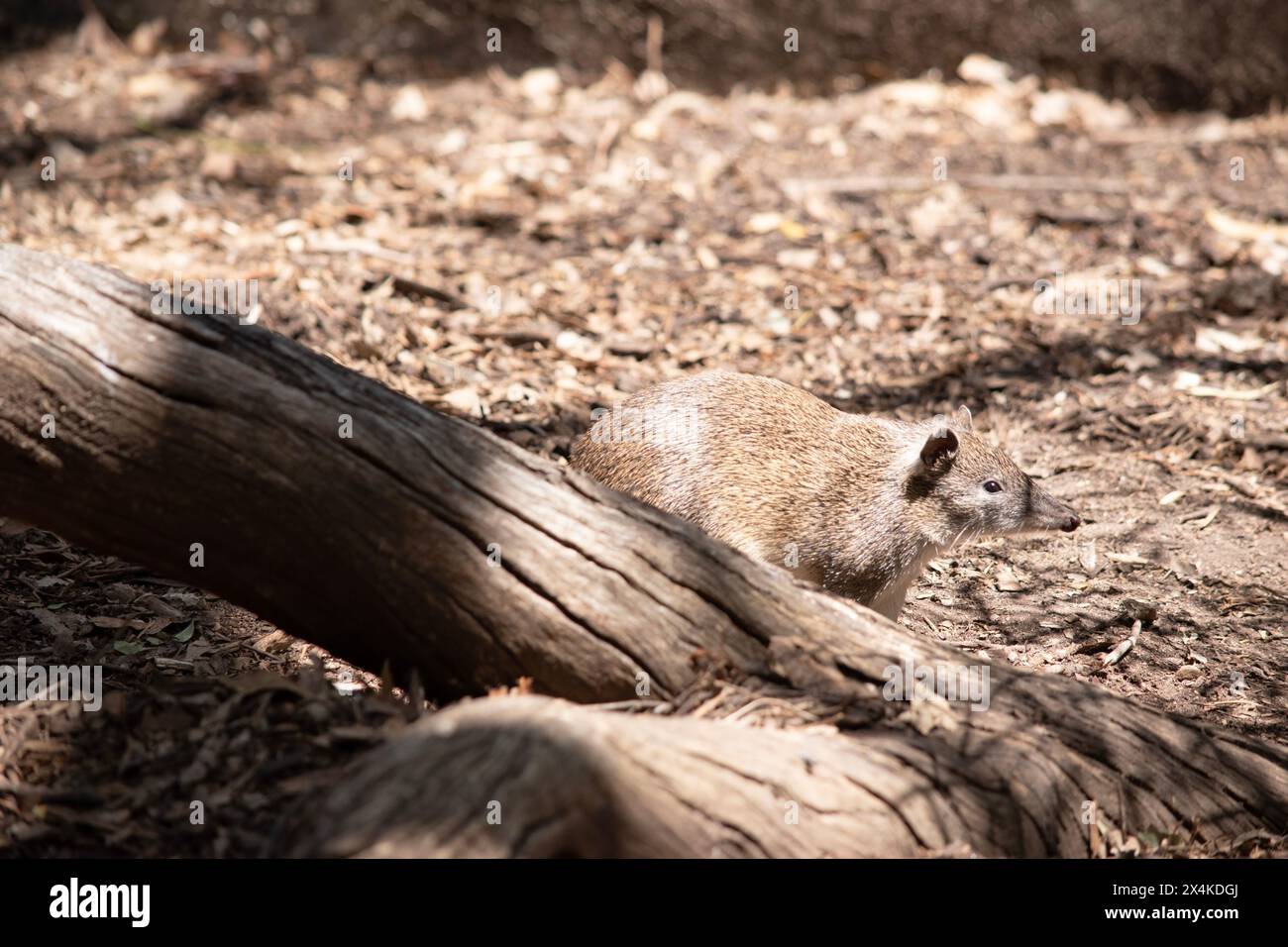 Bandicoots are about the size of a rabbit, and have a pointy snout ...