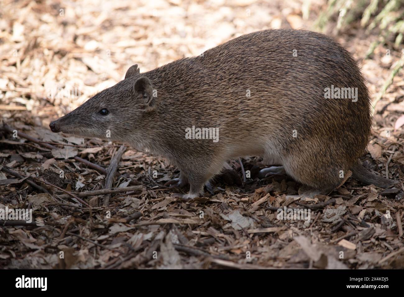Bandicoots are about the size of a rat and have a pointy snout, humped ...