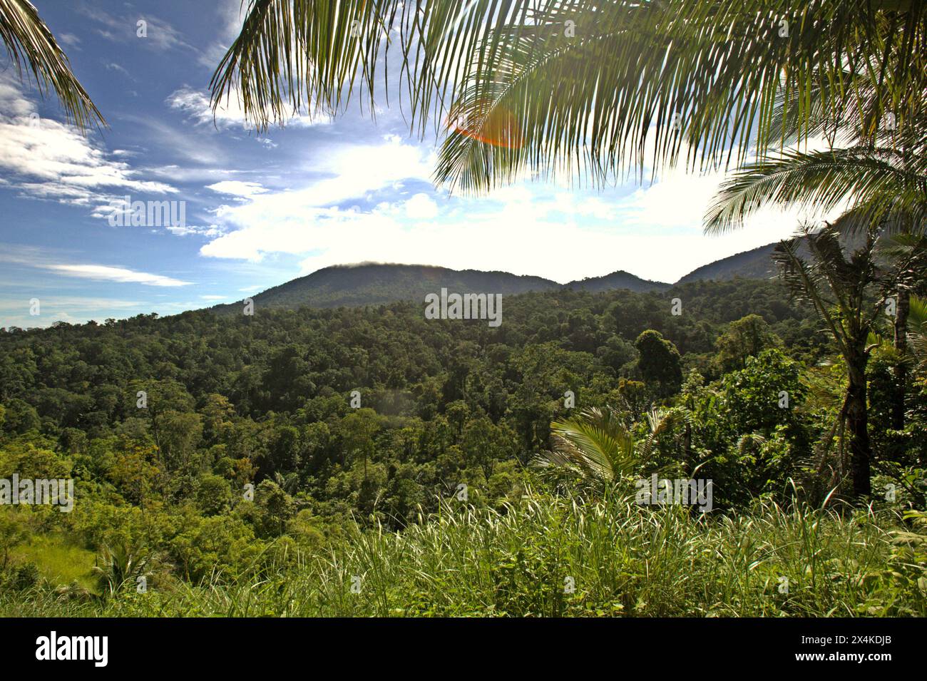 Dense forest vegetation landscape, with Mount Tangkoko and Mount ...