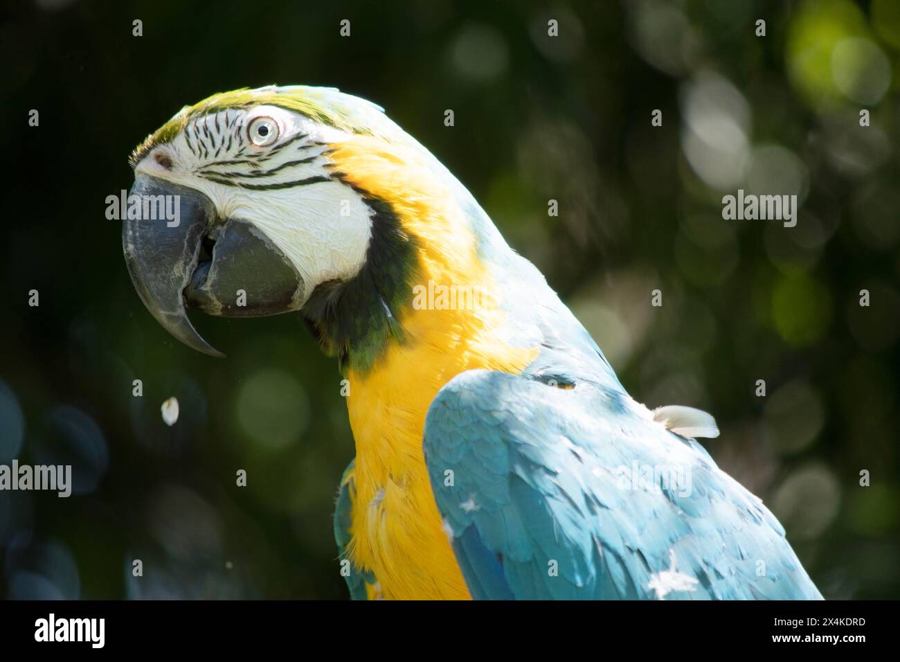 the blue and gold Macaw has back and upper tail feathers of the blue ...