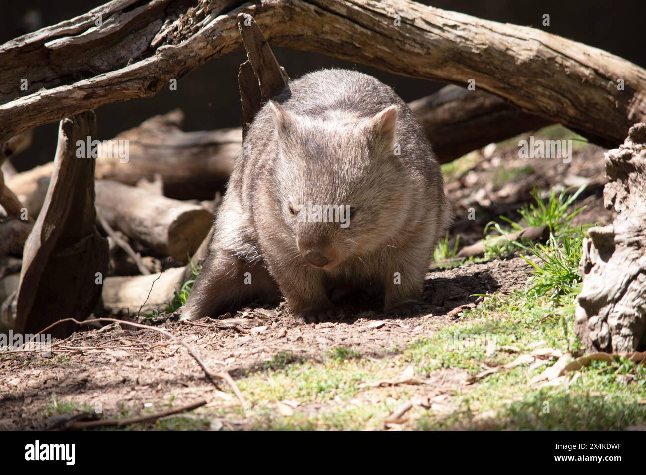 The Common Wombat has a large nose which is shiny black, much like that ...