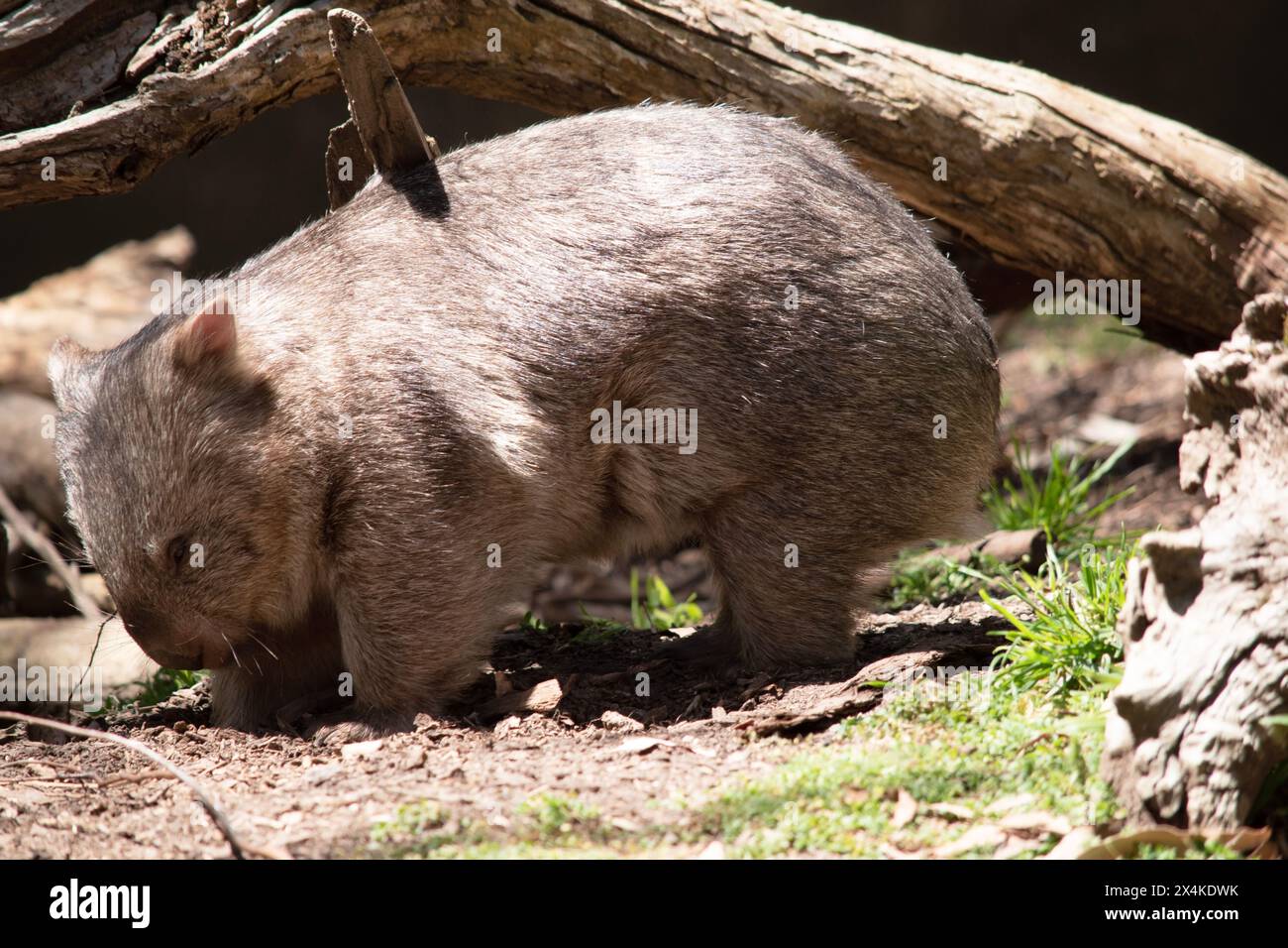 The Common Wombat has a large nose which is shiny black, much like that ...