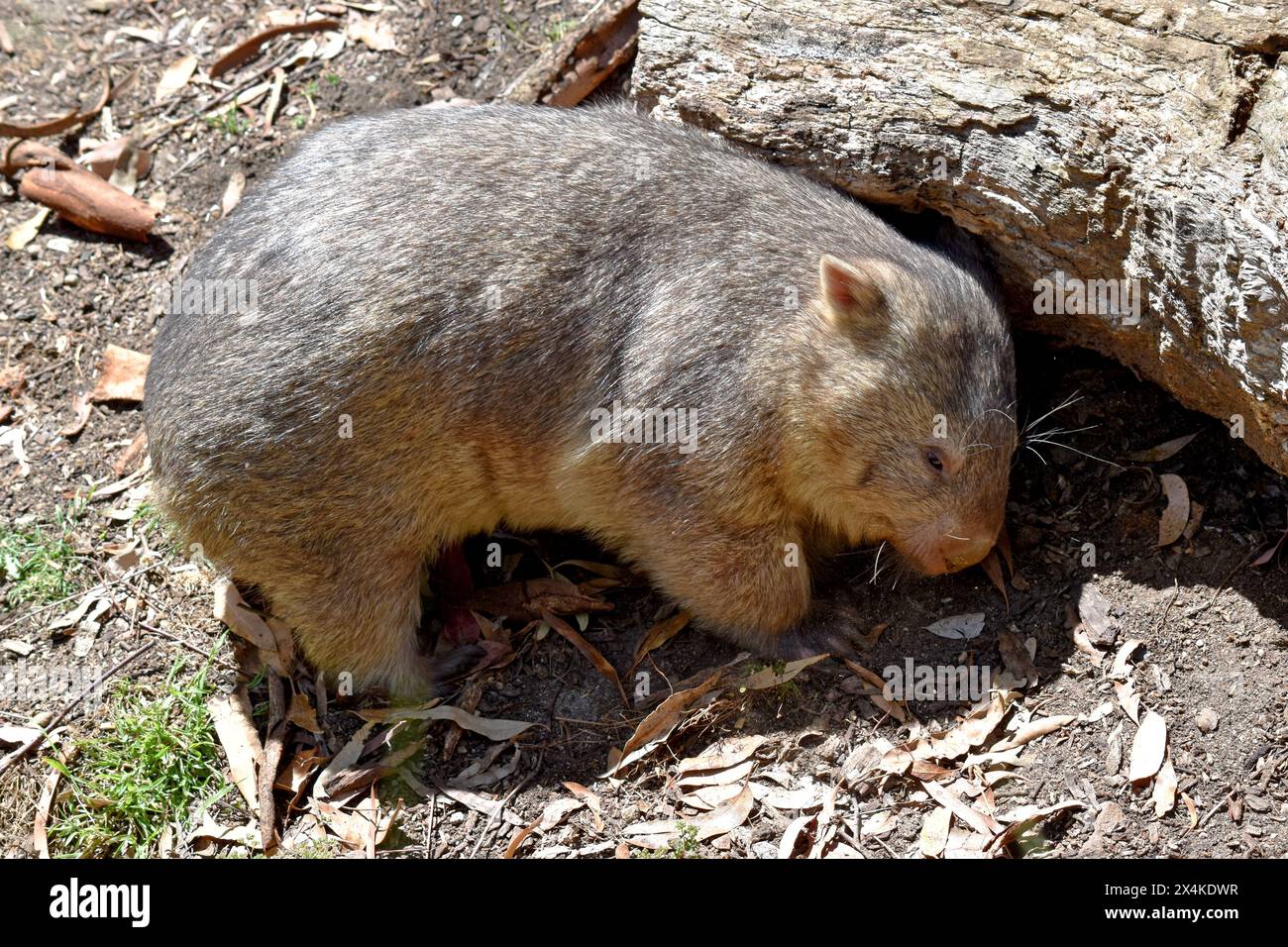 The Common Wombat has a large nose which is shiny black, much like that ...