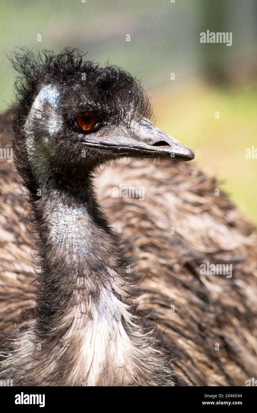 Emus are covered in primitive feathers that are dusky brown to grey ...