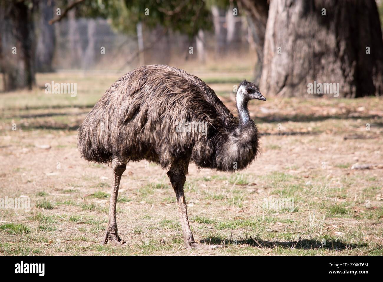 Emus are covered in primitive feathers that are dusky brown to grey ...