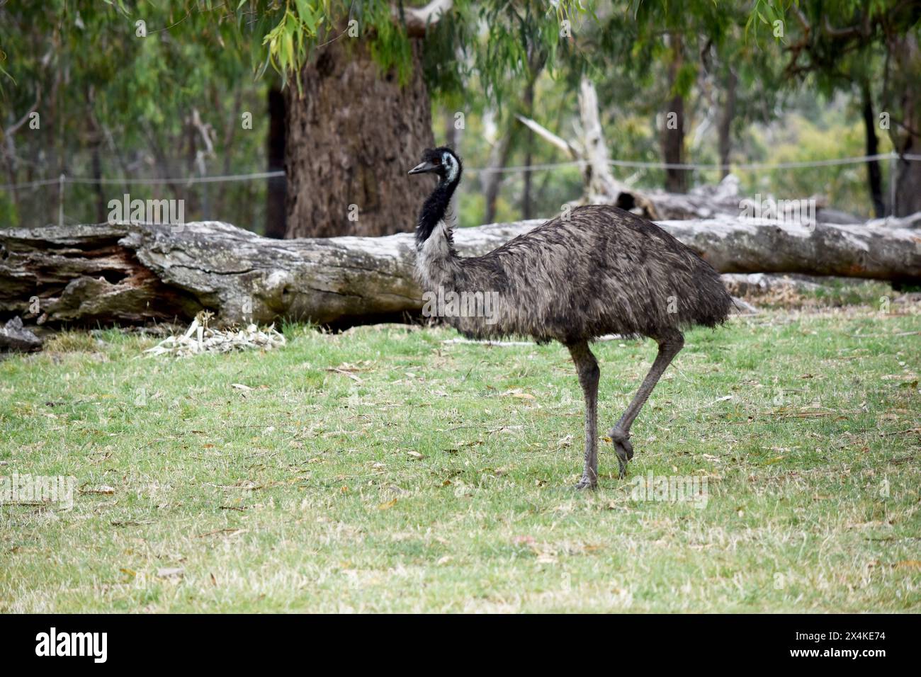 Emus are covered in primitive feathers that are dusky brown to grey ...