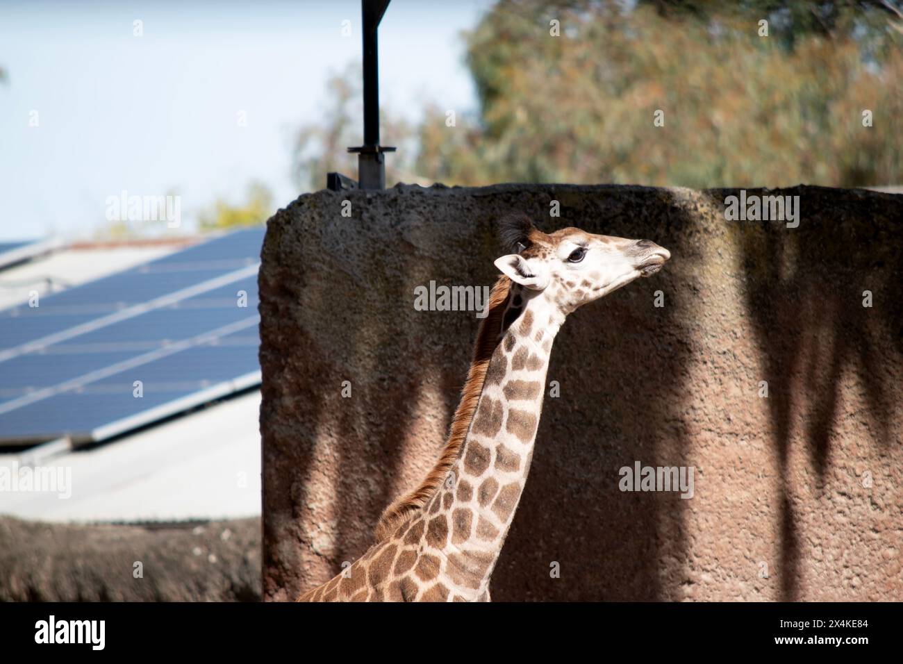 The giraffe is the tallest of all mammals. The legs and neck are ...