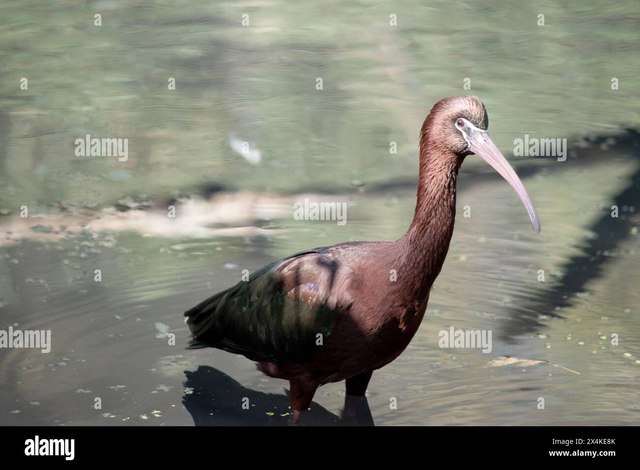 The glossy ibis neck is reddish-brown and the body is a bronze-brown ...
