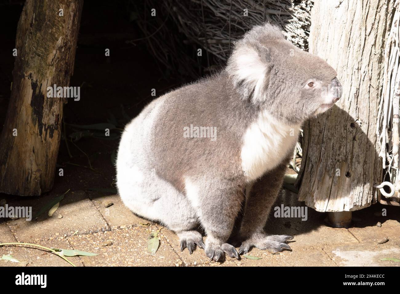 the Koala has a large round head, big furry ears and big black nose ...