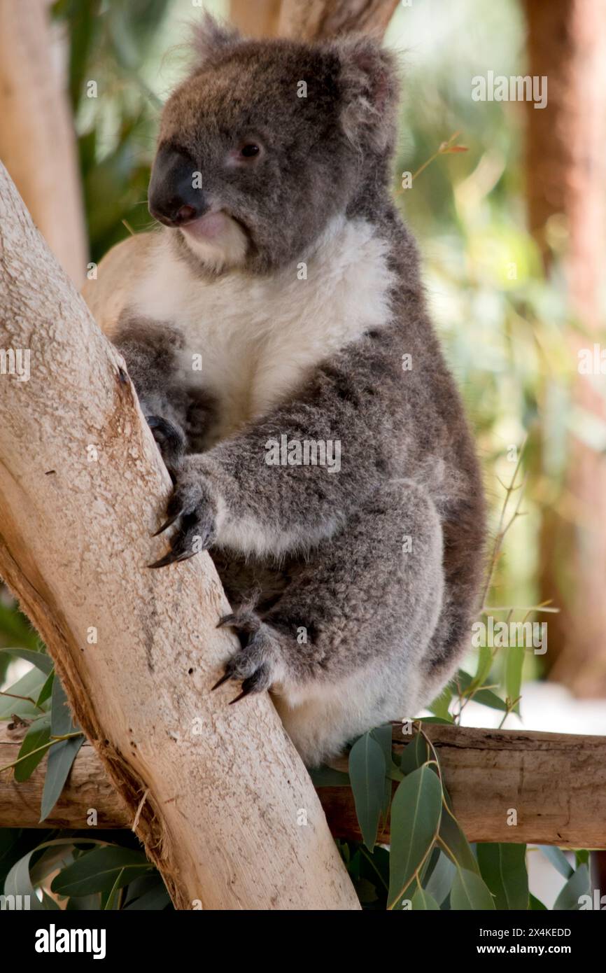 The Koala has a large round head, big furry ears and big black nose ...