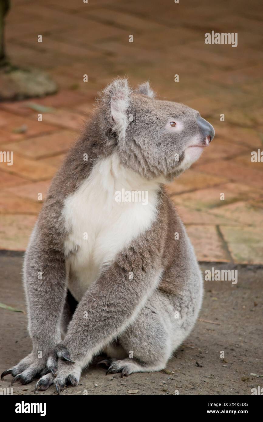 The Koala has a large round head, big furry ears and big black nose ...