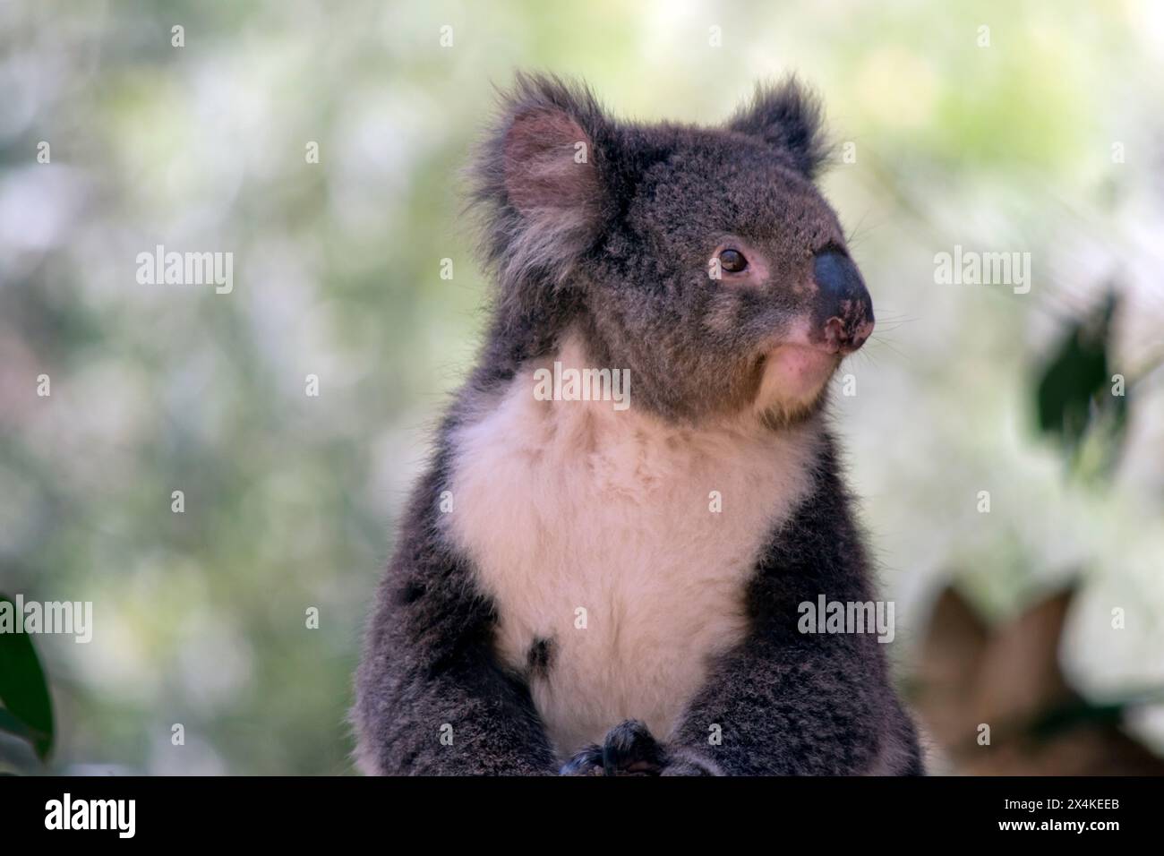 the Koala has a large round head, big furry ears and big black nose ...