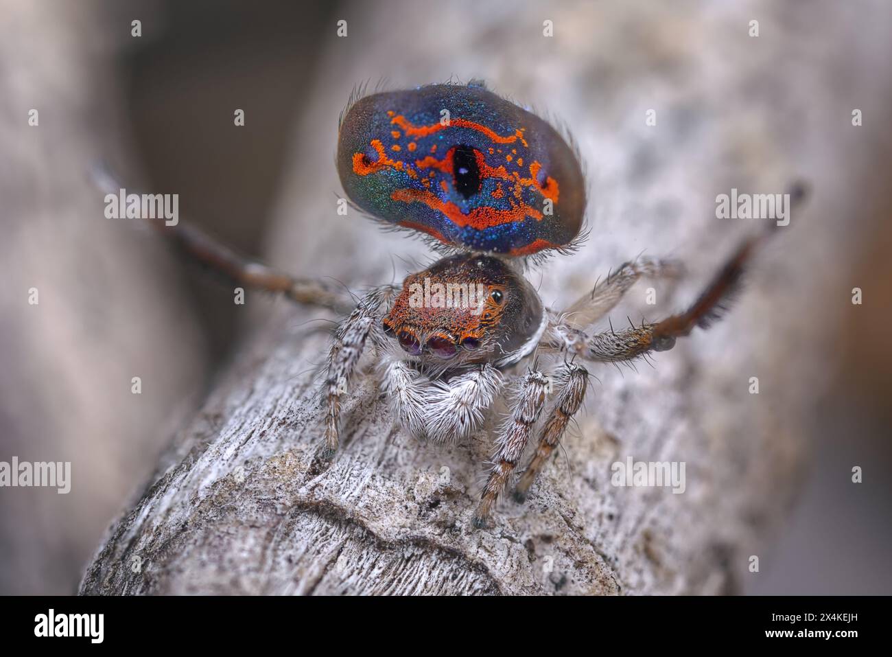 Peacock spider, Maratus mungaich, displaying for a female Stock Photo ...