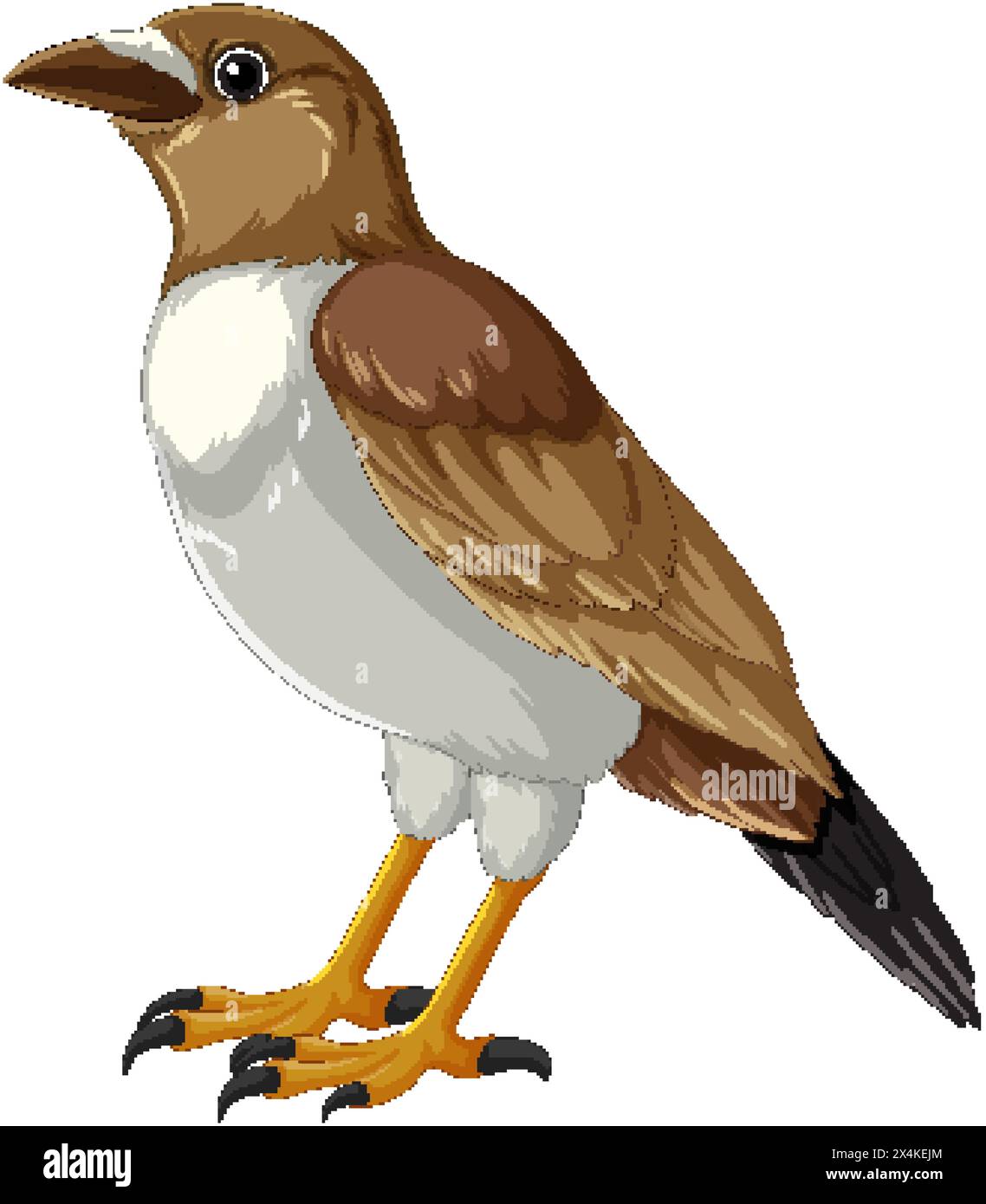 Colorful, realistic bird vector art standing Stock Vector Image & Art ...