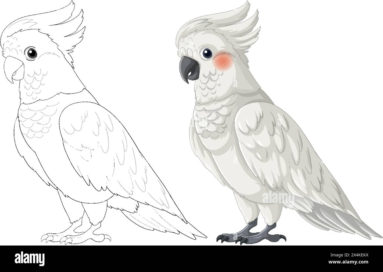 Artistic depiction of a cockatoo in two poses Stock Vector Image & Art ...