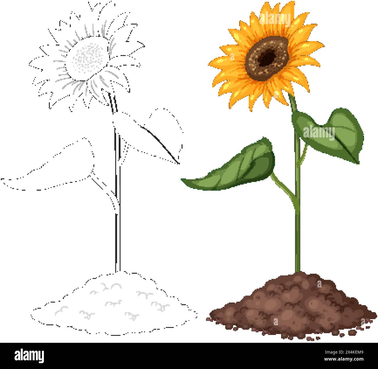 Illustration of sunflower from sketch to full color Stock Vector Image ...