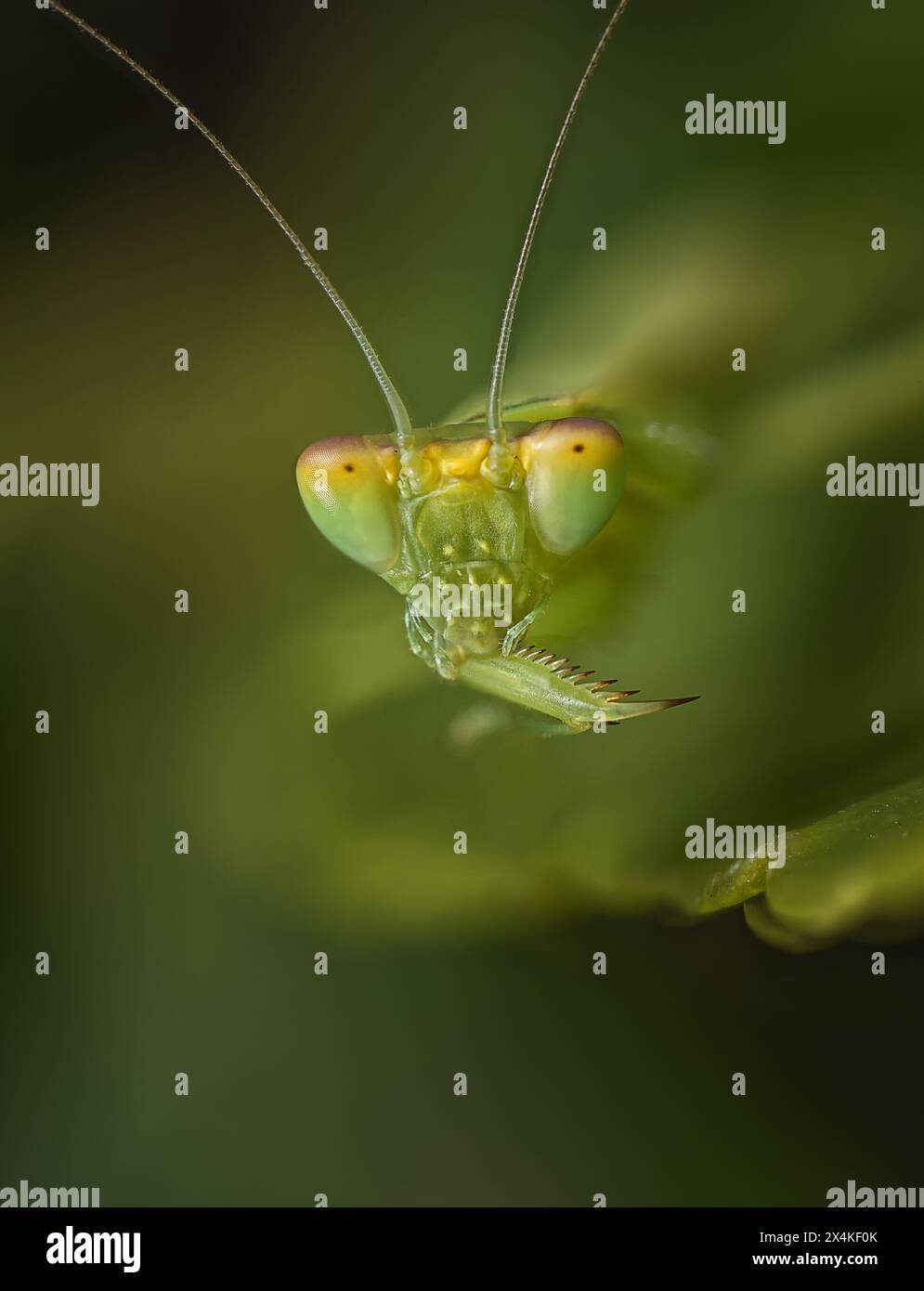 Australian mantis hi-res stock photography and images - Alamy