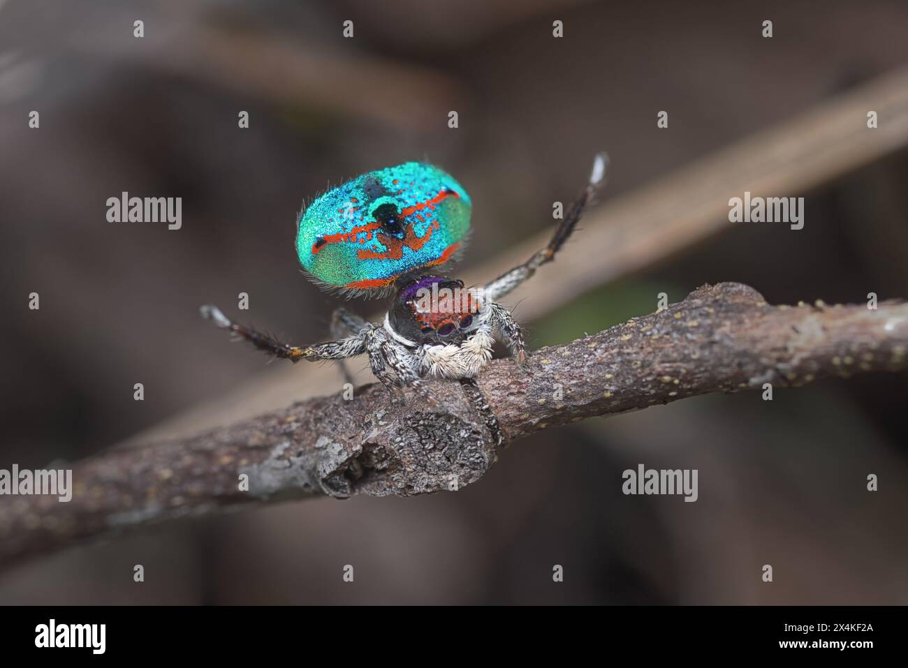 Peacock spider, Maratus mungaich, dancing to impress the female spider ...