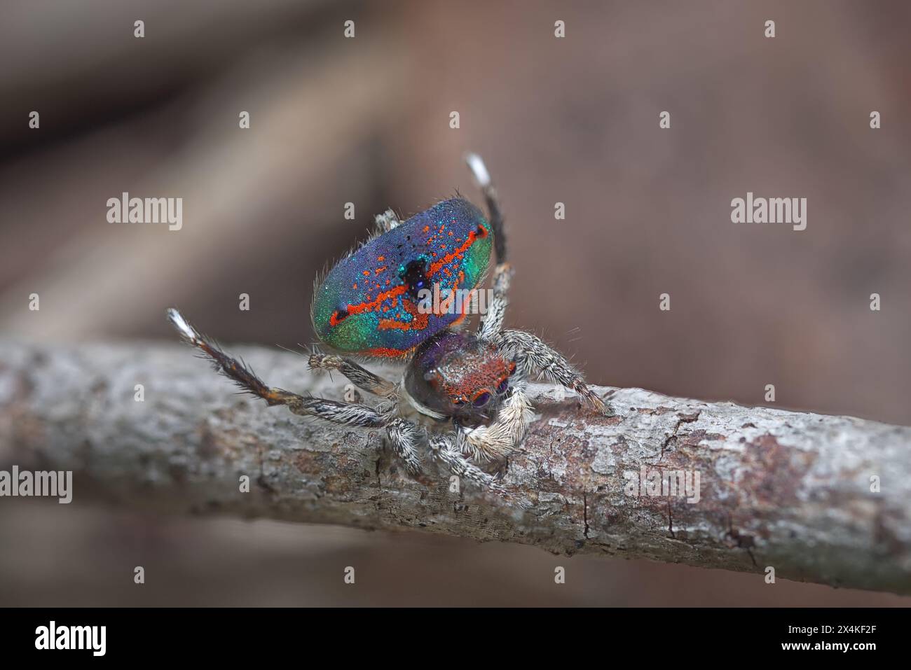 Peacock spider, Maratus mungaich, dancing to impress the female spider ...
