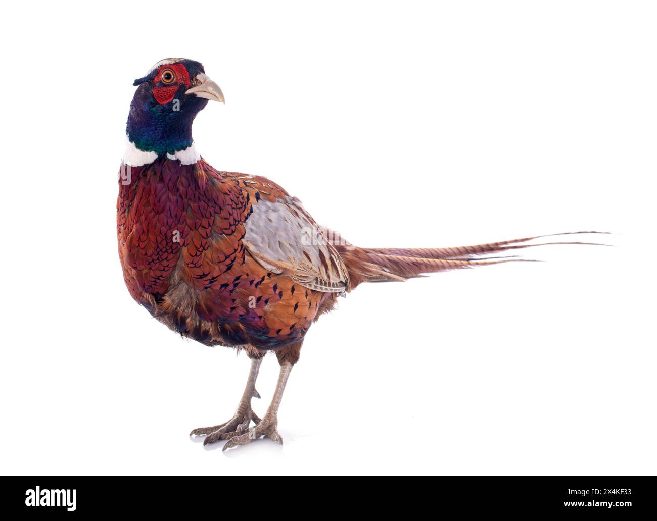 male european pheasant in front of white background Stock Photo - Alamy