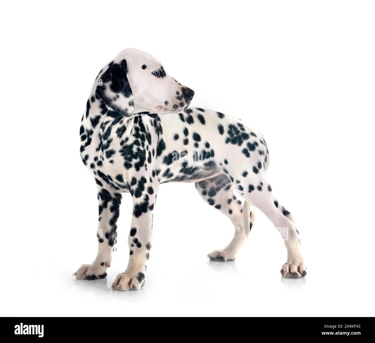 puppy dalmatian in front of white background Stock Photo - Alamy