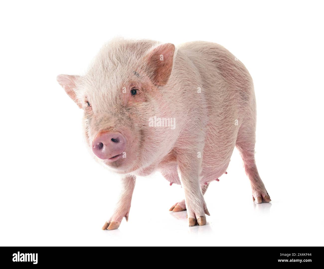 pink miniature pig in front of white background Stock Photo - Alamy