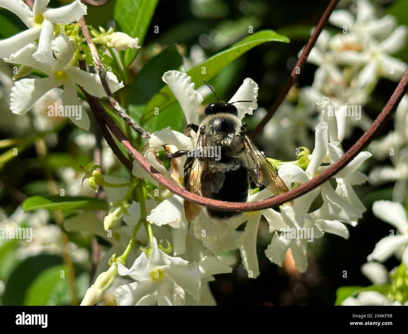 A carpenter bee gathers pollen from a Confederate jasmine vine basking ...