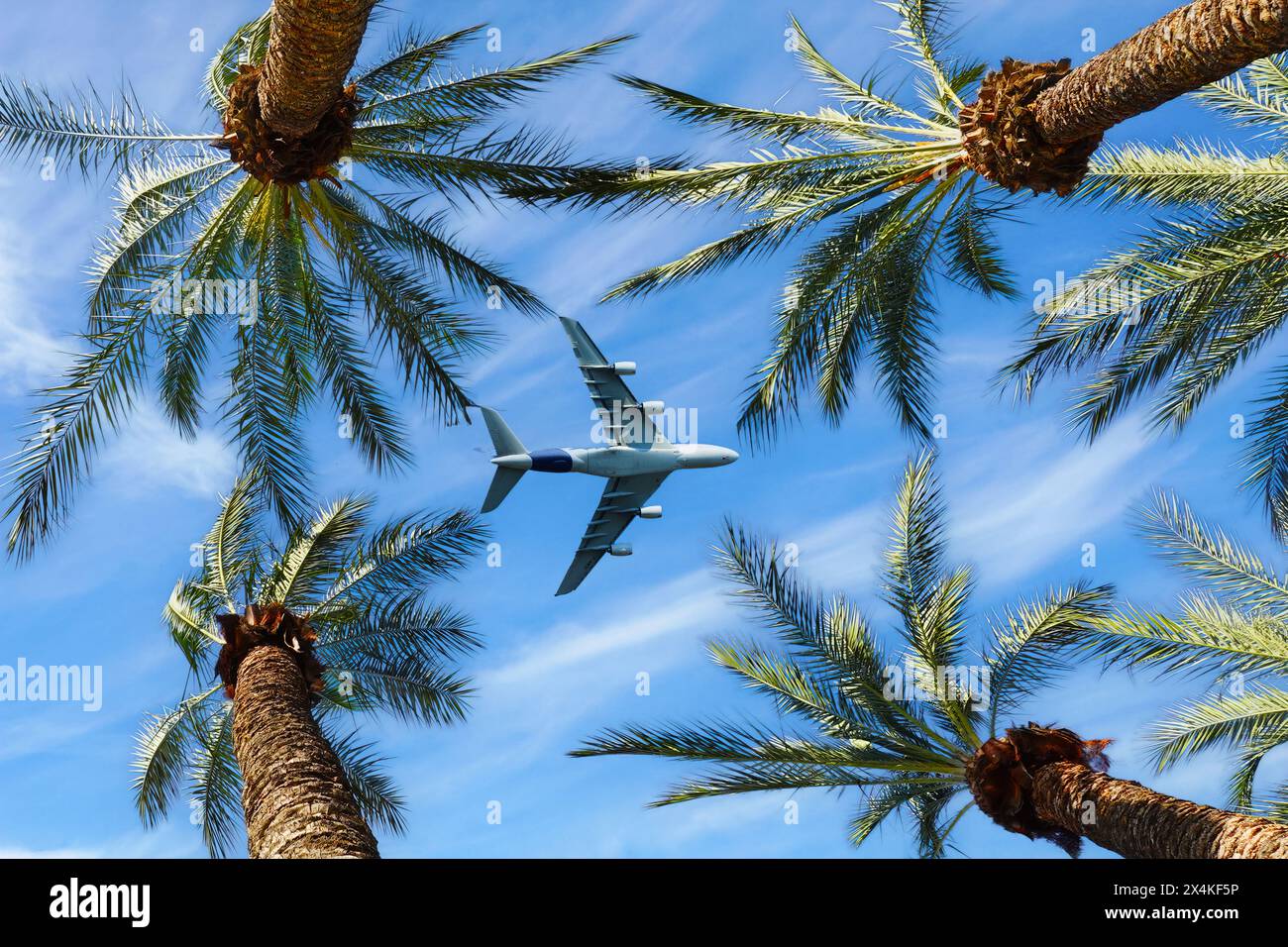 Jet airliner flying above California palm trees Stock Photo - Alamy