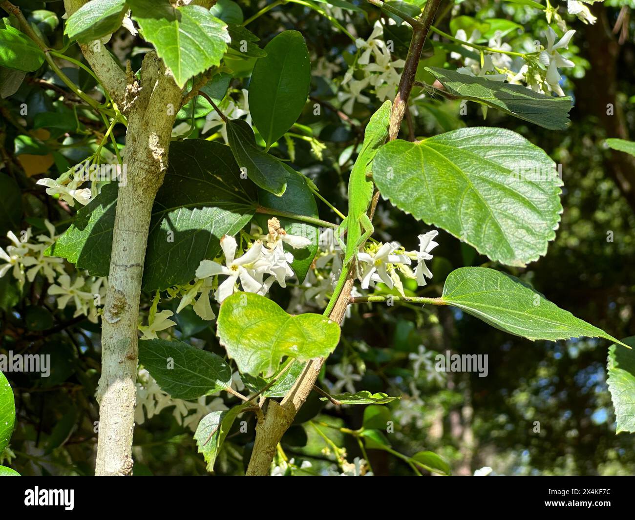 A vivid green anole lizard ascends a branch, navigating the blooms of a ...