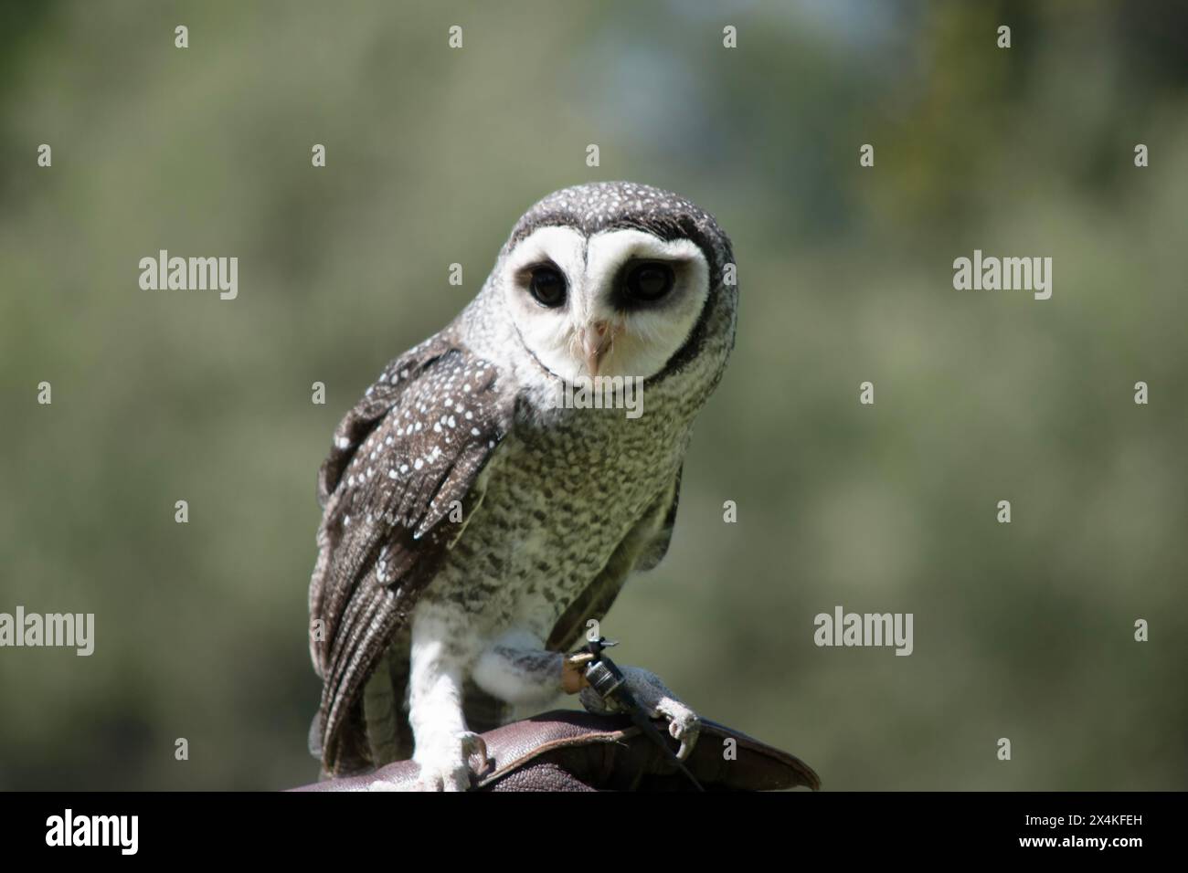 The lesser sooty owl is a dark sooty-grey in color, with large eyes in ...