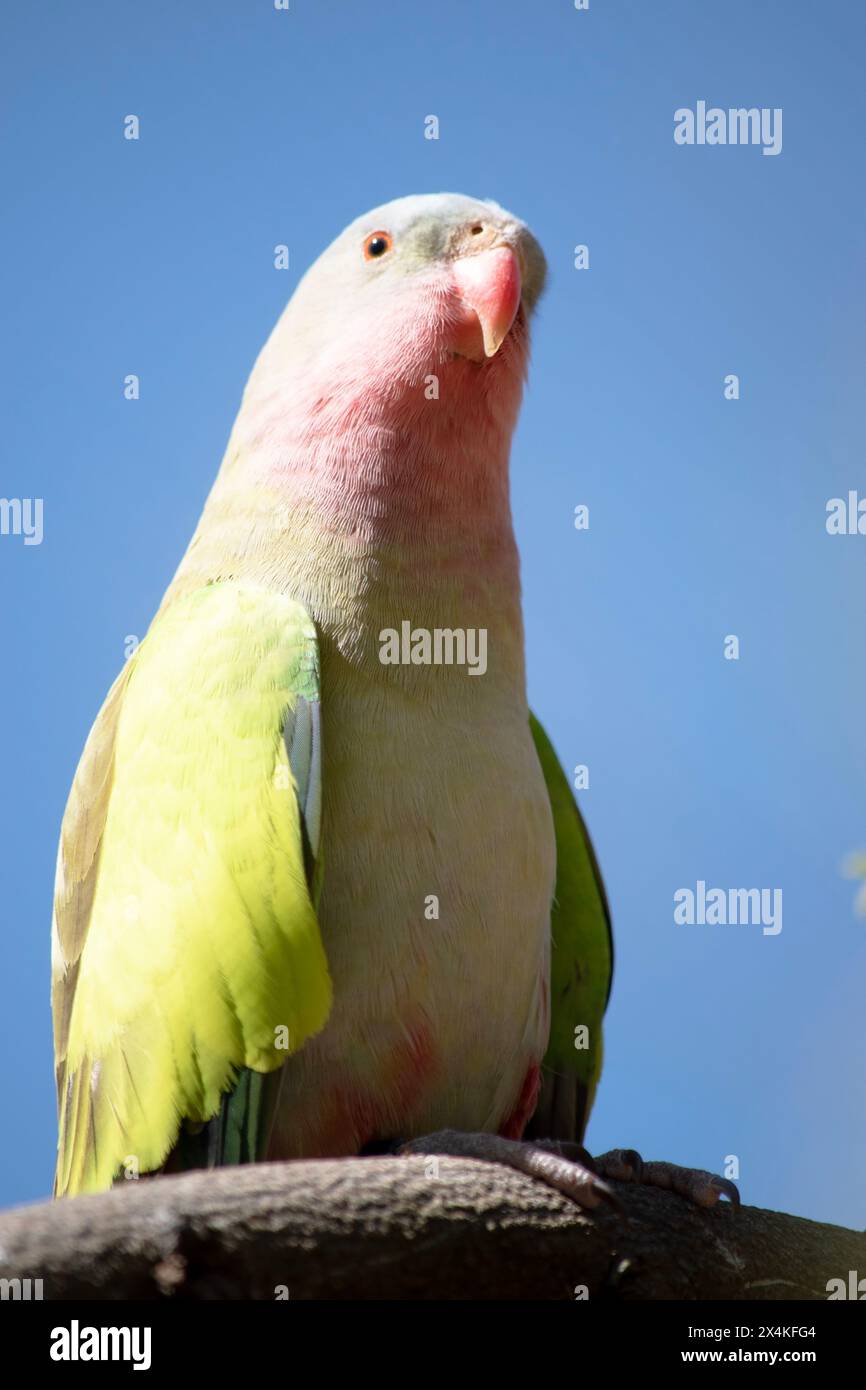 the princes parrot has a pink neck and a light blue head and green ...