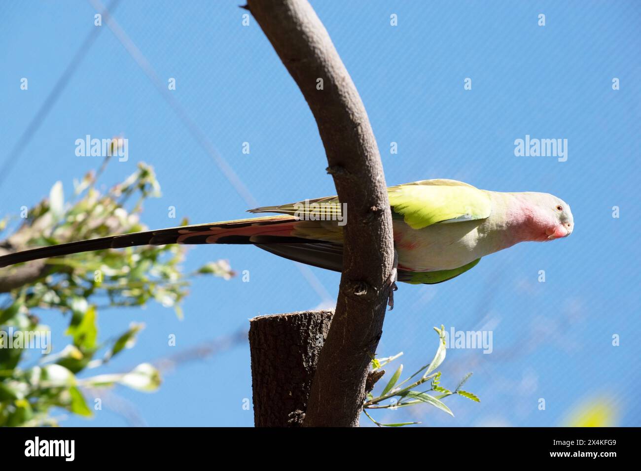 the princess parrot has a pink neck and a light blue head and green ...