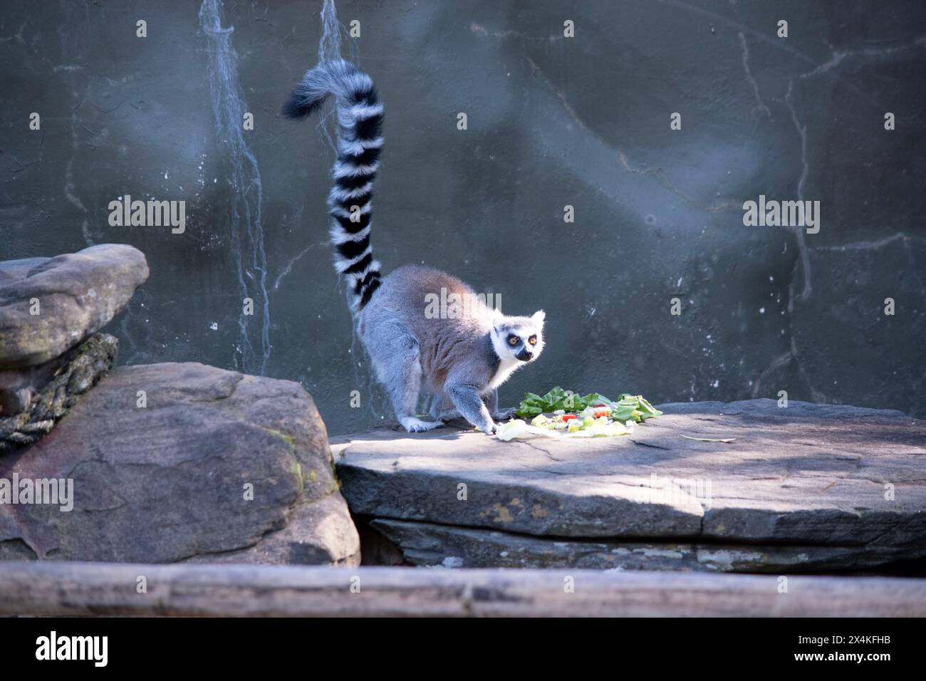 Ring-tailed lemur backs are grey to rosy brown with grey limbs and dark ...