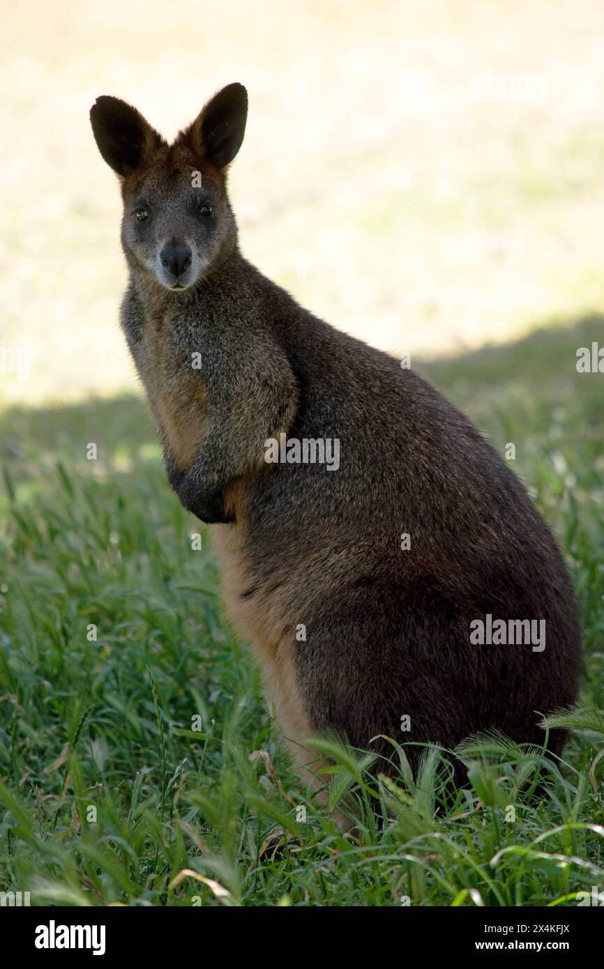 The swamp wallaby has dark brown fur, often with lighter rusty patches ...