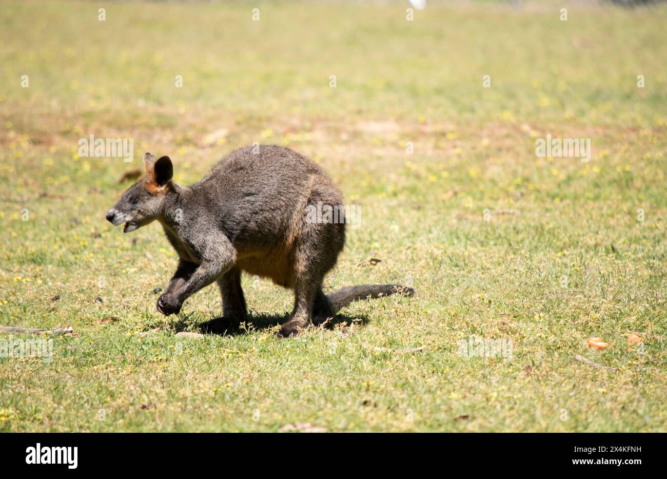 The swamp wallaby has dark brown fur, often with lighter rusty patches ...
