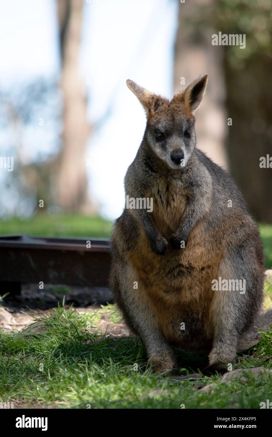 The swamp wallaby has dark brown fur, often with lighter rusty patches ...