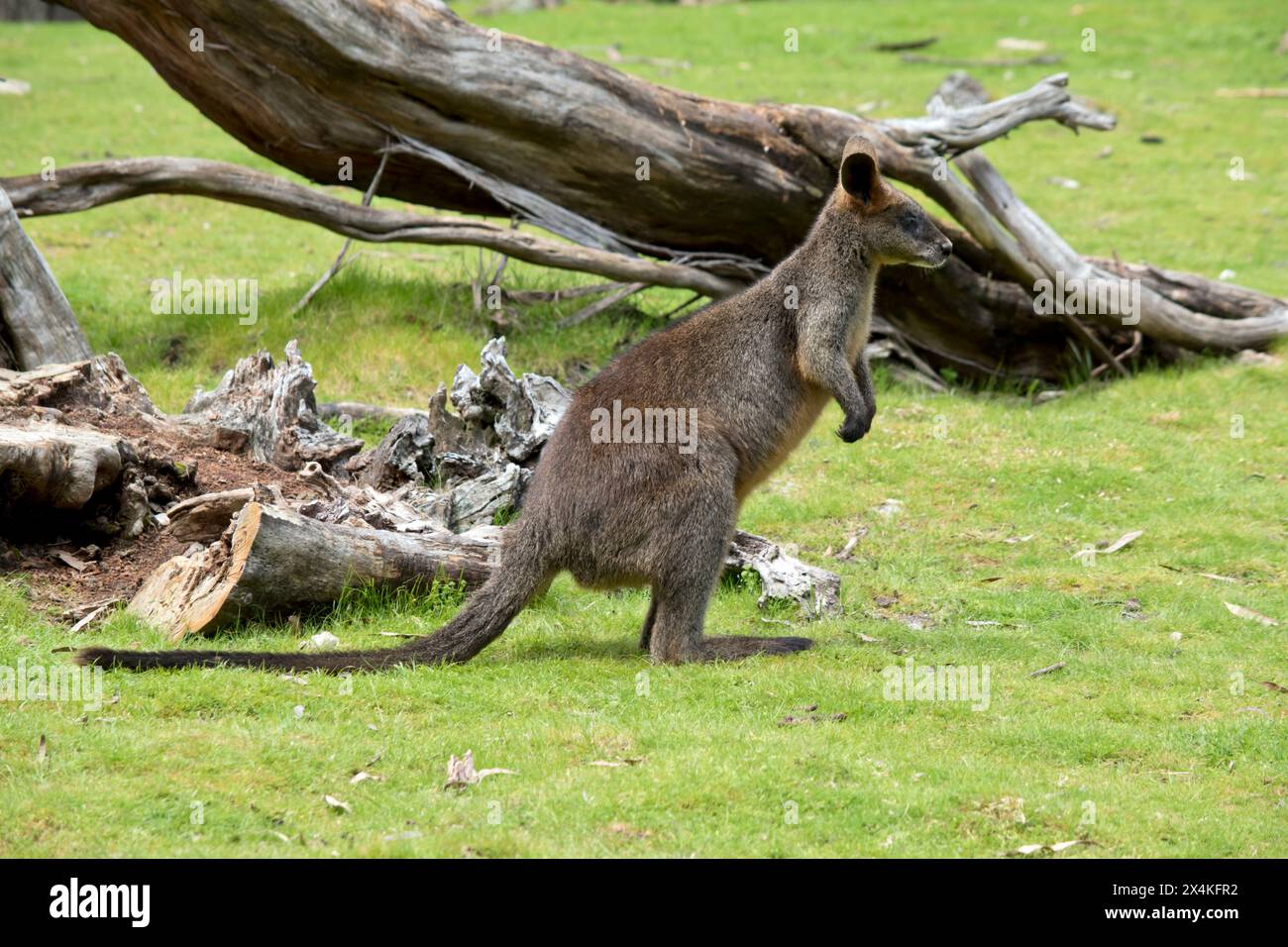 this is a side view of a swamp wallaby on its hind legs Stock Photo - Alamy